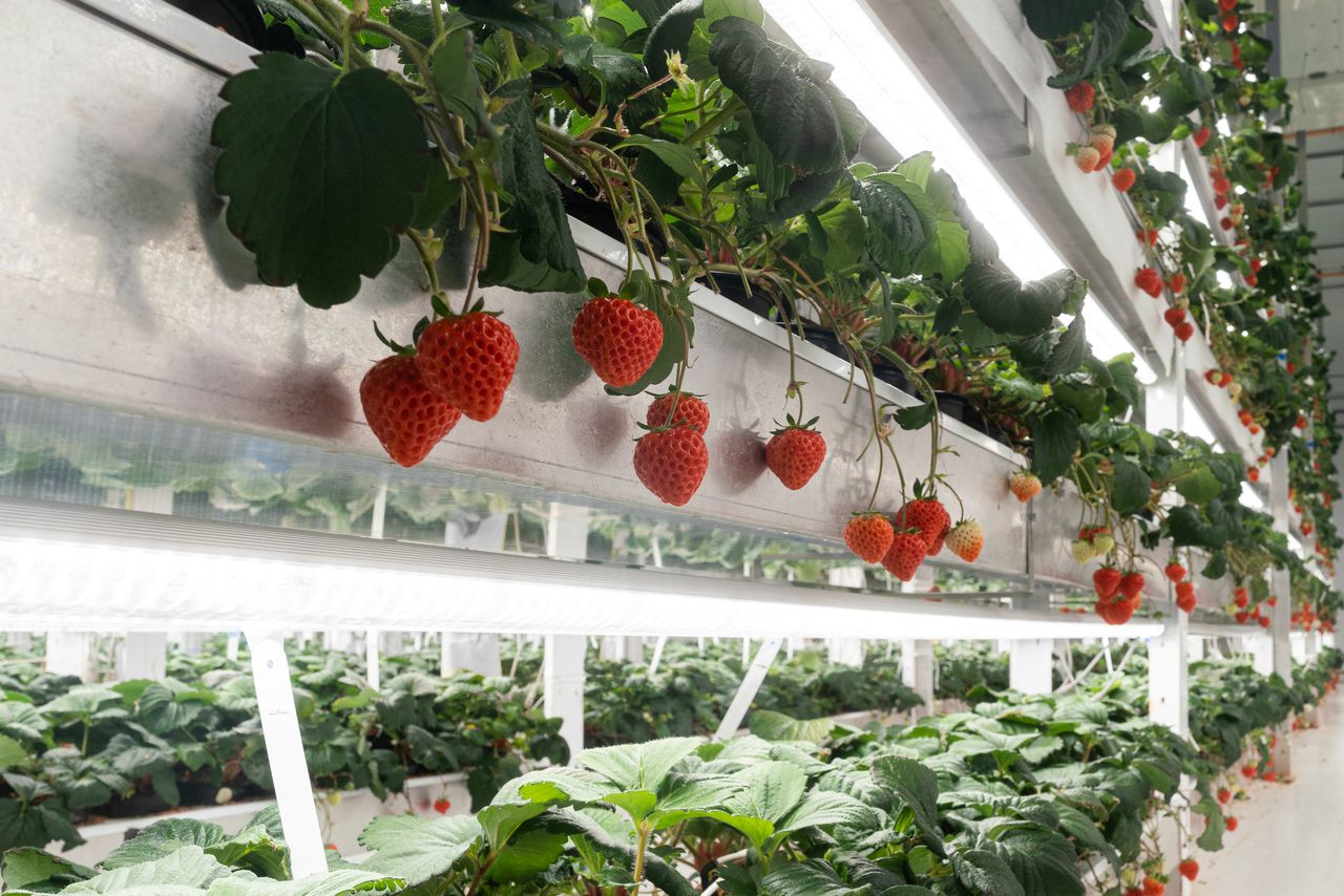 The Rise of Smart Vertical Farms in Korea - The Future of Farming